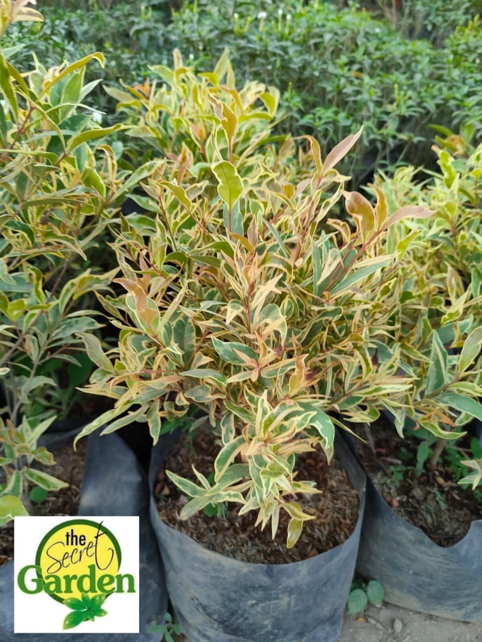 Chinese Croton Variegated with FREE plastic pot, pebbles and garden ...