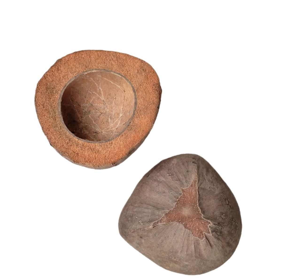 1PC NATIVE HUSK FLOOR POLISHER,COMMON USE TO CLEAN NOR SHINE THE FLOOR ...