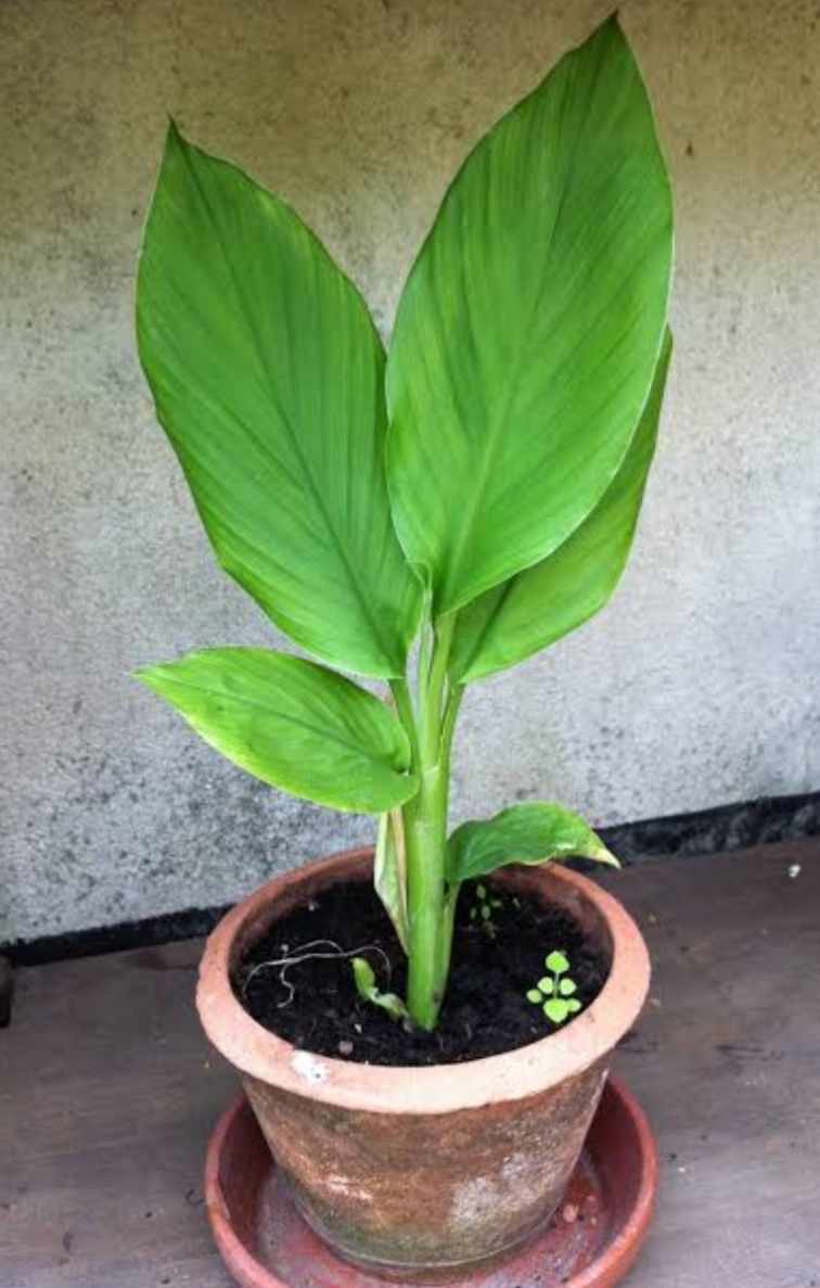 Luyang Dilaw Live Plant (Turmeric) LUZON ONLY with FREE plastic pot ...