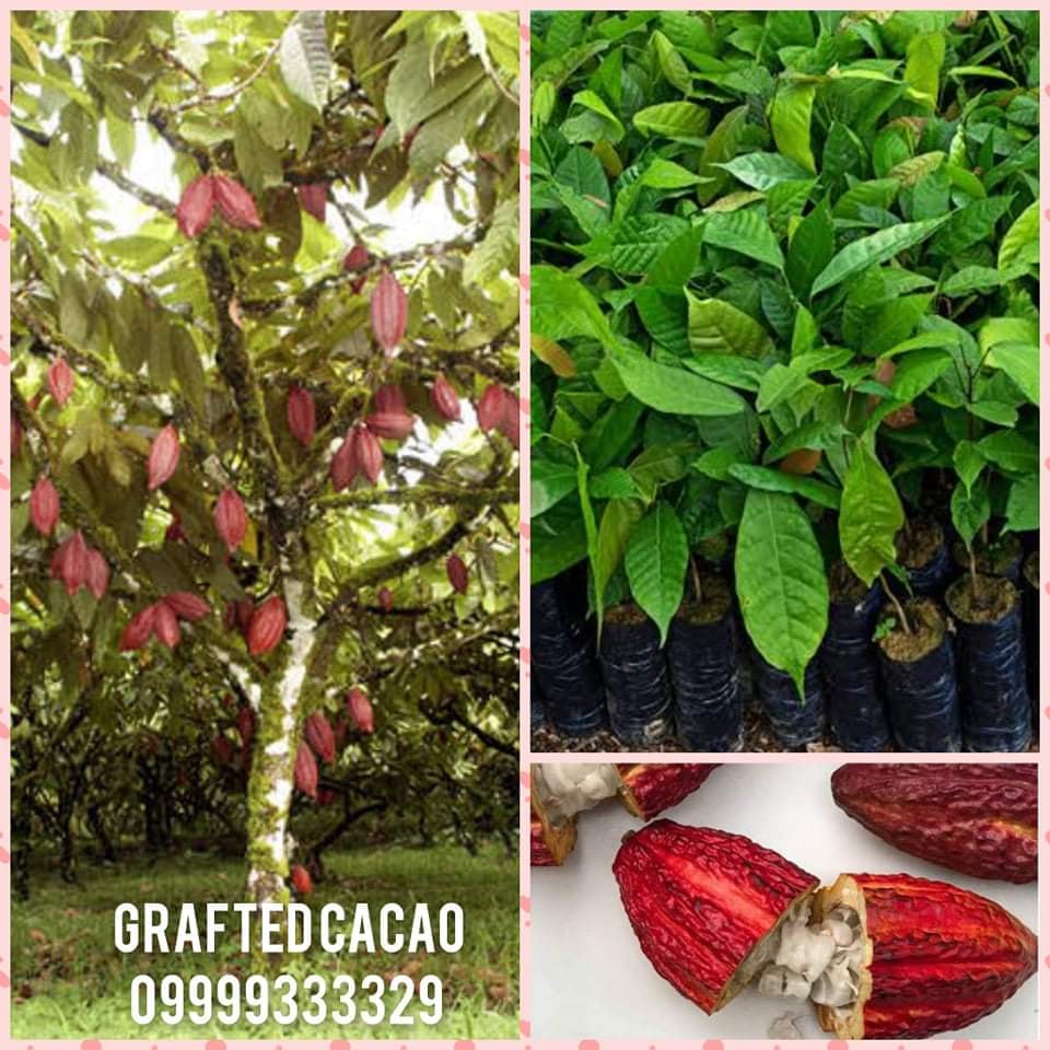 COD nationwide shipping cacao 12 inches height grafted | Lazada PH