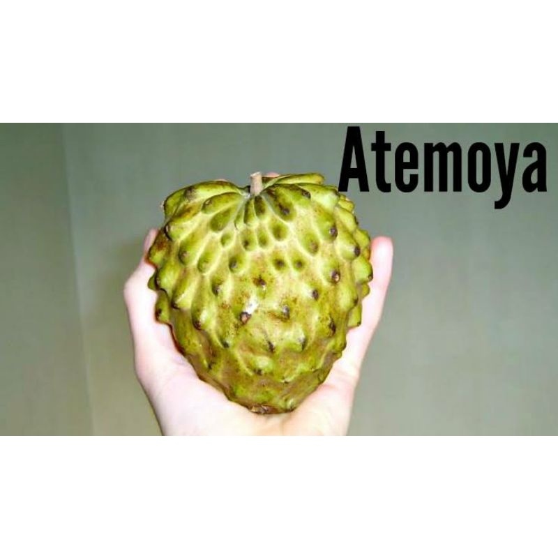 【2023】 Atemoya (Atis x cherimoya) GRAFTED fruit tree live plant | Lazada PH