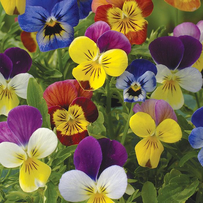 （15seeds-sd030）Small horned pansy flower seeds balcony planting potted ...