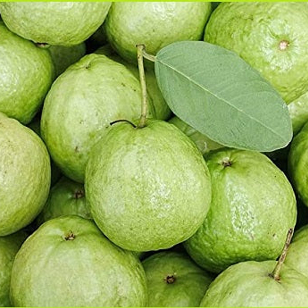 Giant Guava Seeds - Giant Vietnamese Guava Seeds - Heirloom Seeds ...