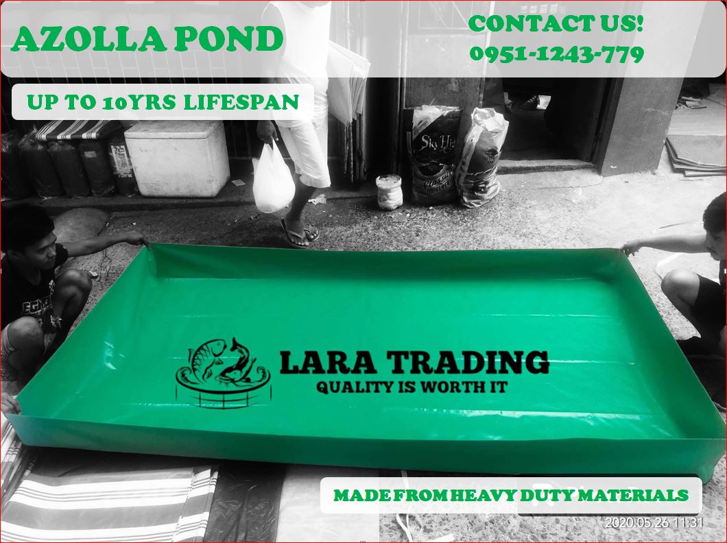 Azolla pond/Bed Trapond Trapal | Lazada