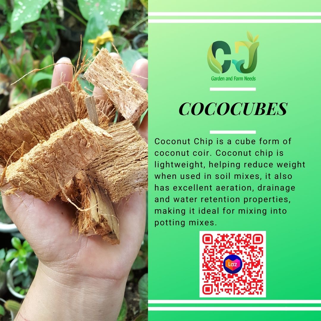 Coco cubes / Coco coir chips | Lazada PH