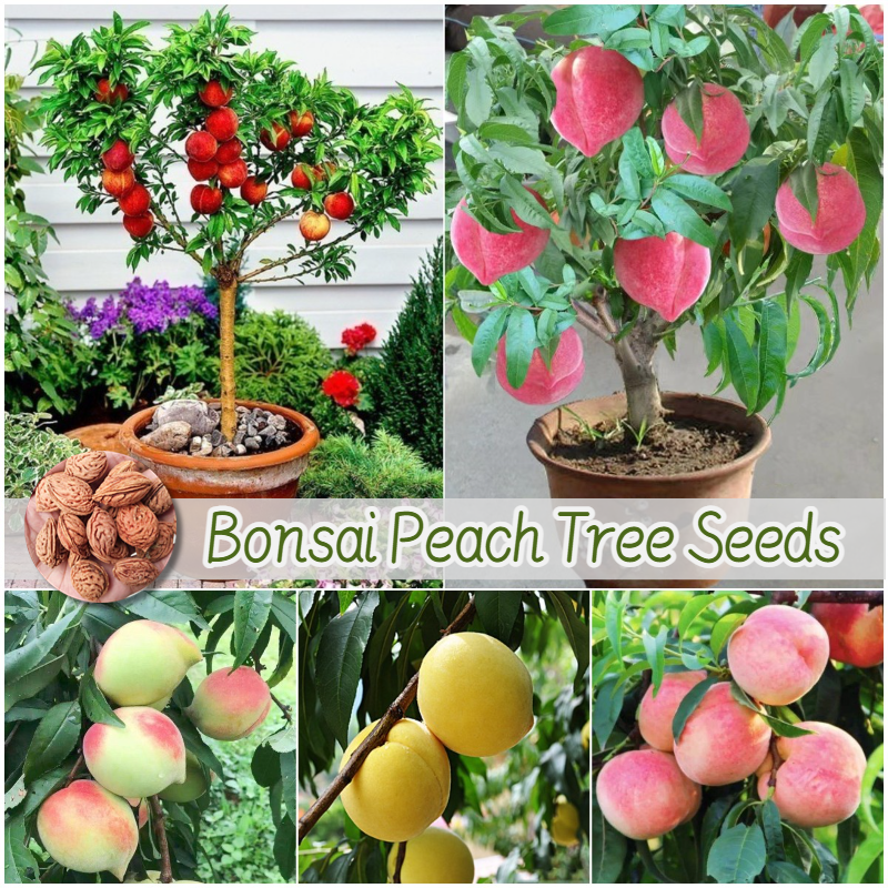 [100% Original Seed] 5pcs Peach Tree Seeds for Planting Vegetable ...