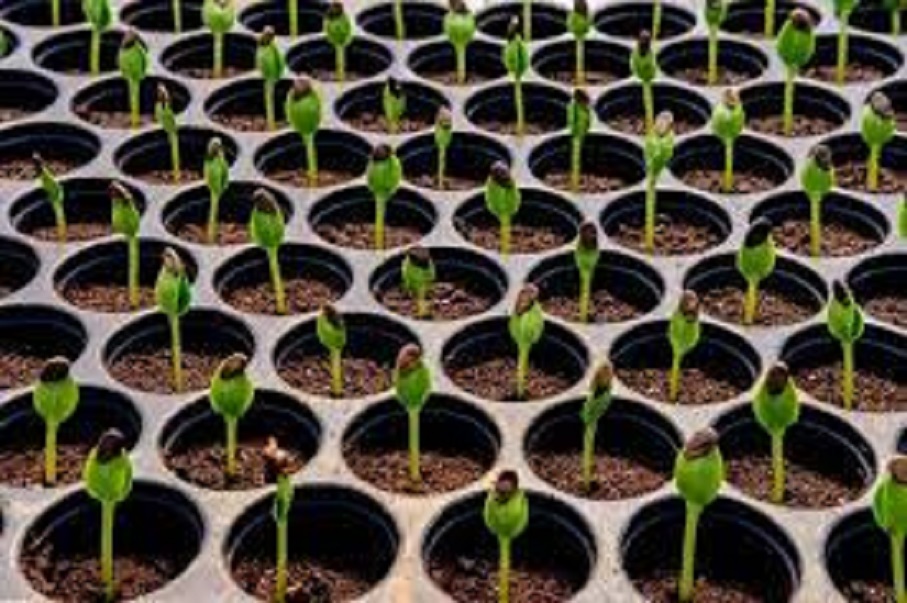 PAKWAN "WATERMELON" SEEDS SUGARBABY HIGHLY GERMINATION | Lazada PH