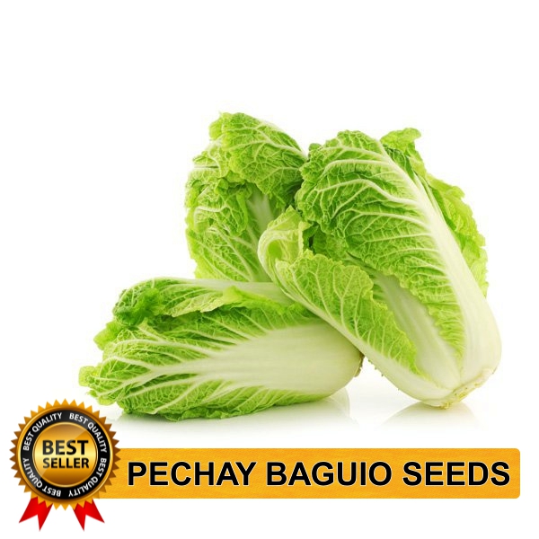 VALUE PACK (20pcs seeds) PECHAY BAGUIO SEEDS/CHINESE CABBAGE | Lazada PH