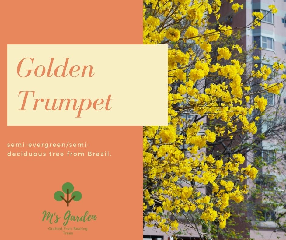 Golden Trumpet Tree Seeds | Lazada PH