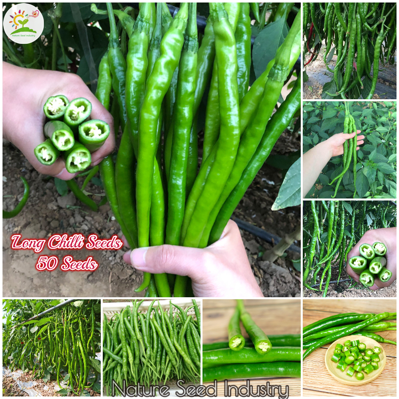 [Local Ready Stock] Long Chilli Seeds for Planting (Approx. 50 seeds ...
