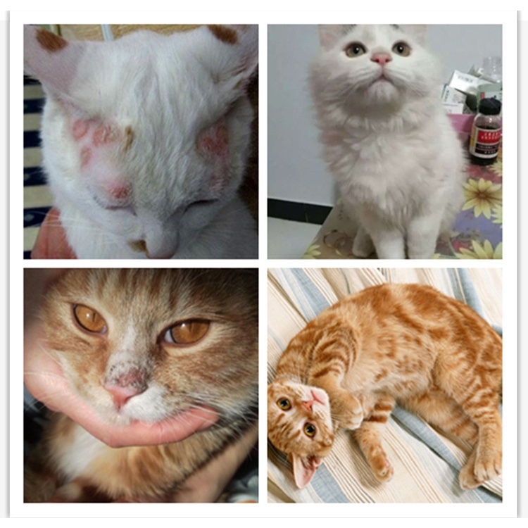 KUPA dog medicine spray for skin disease anti mange dogs vetcore tick ...