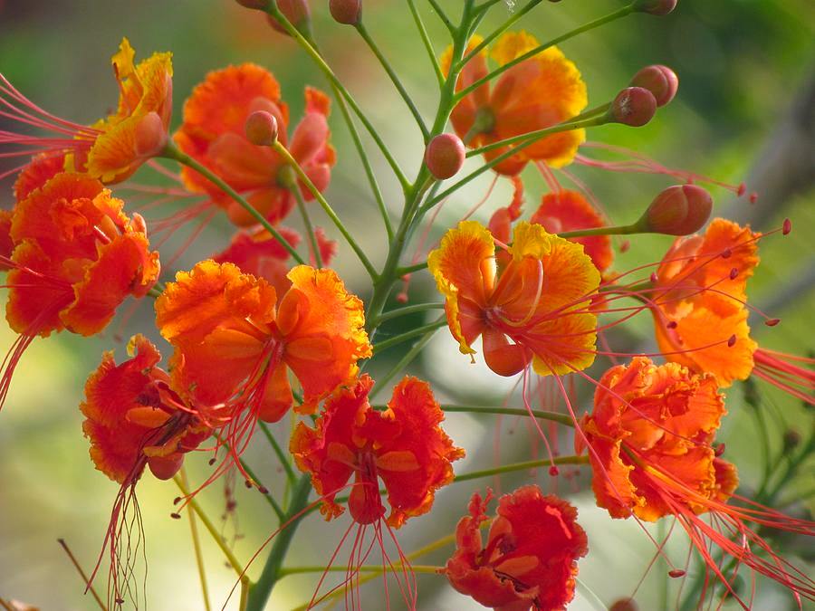 Fire tree seeds - 10 seeds with planting guide - Flame tree or Delonix ...