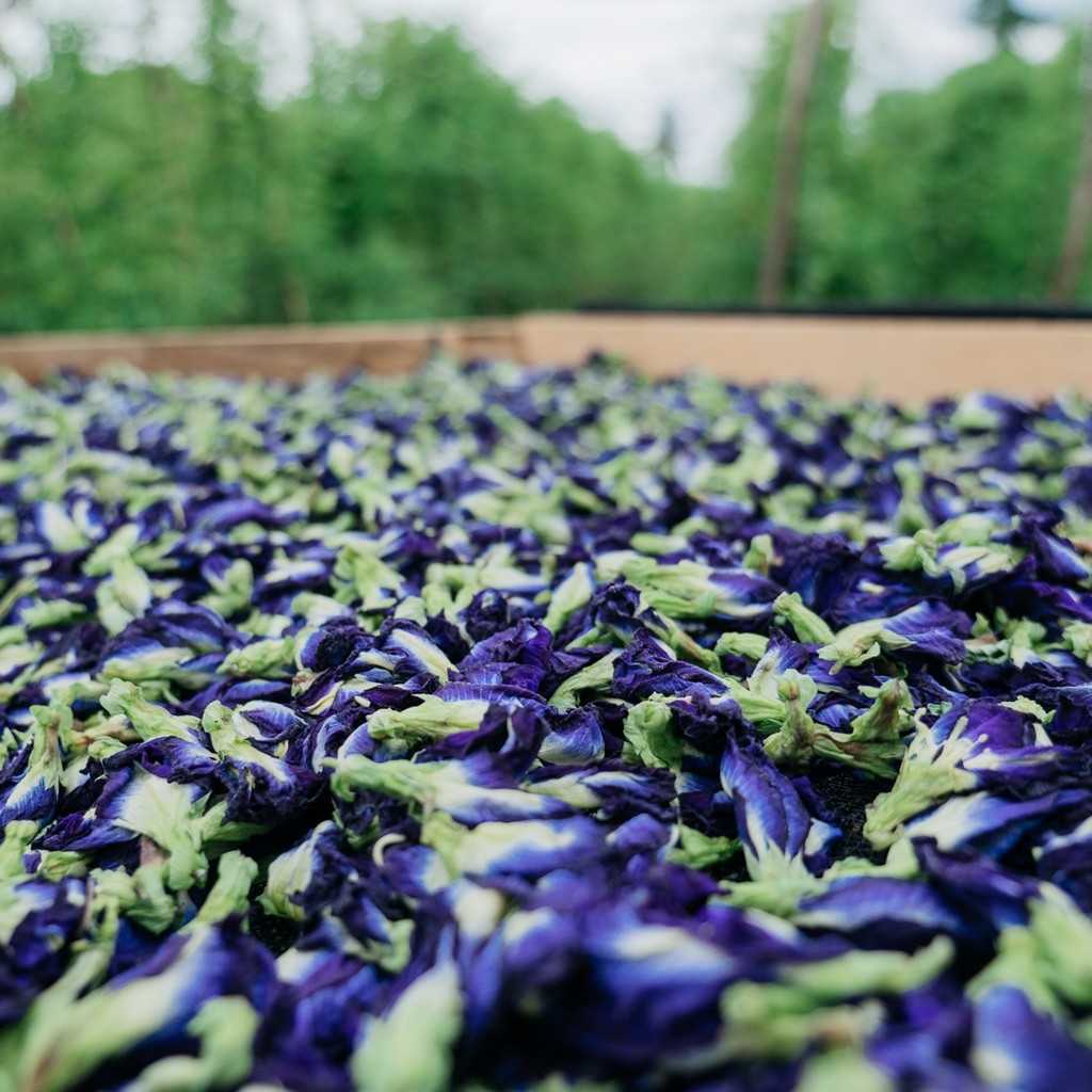 Drink Dried Blue Butterfly Pea Blue Tea Clitoria Ternatea Flowers 250g ...