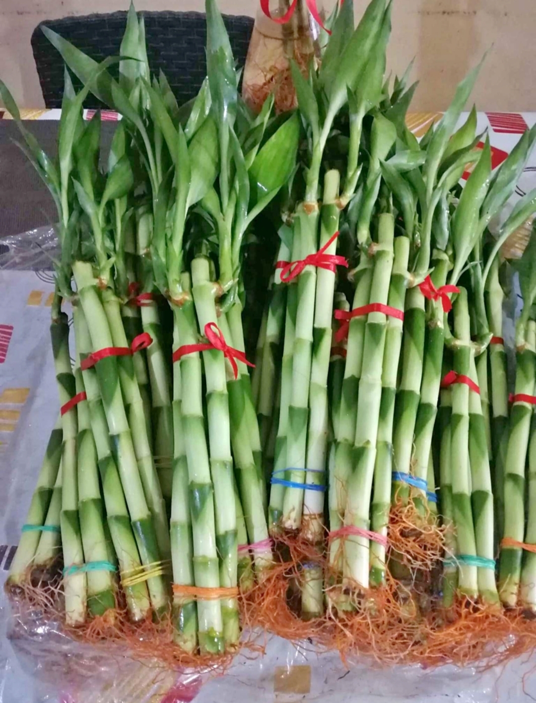 Lucky Bamboo (Live Plants Uprooted - 1 stalk) | Lazada PH