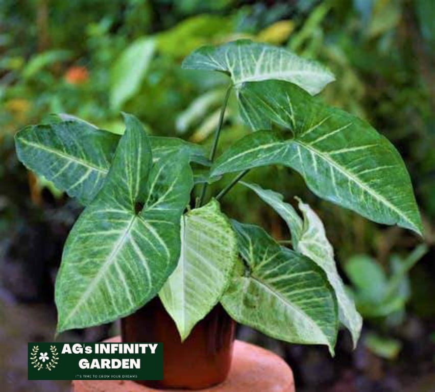 Arrowhead Plant ( Syngonium Podophyllum) with FREE plastic pot, garden ...
