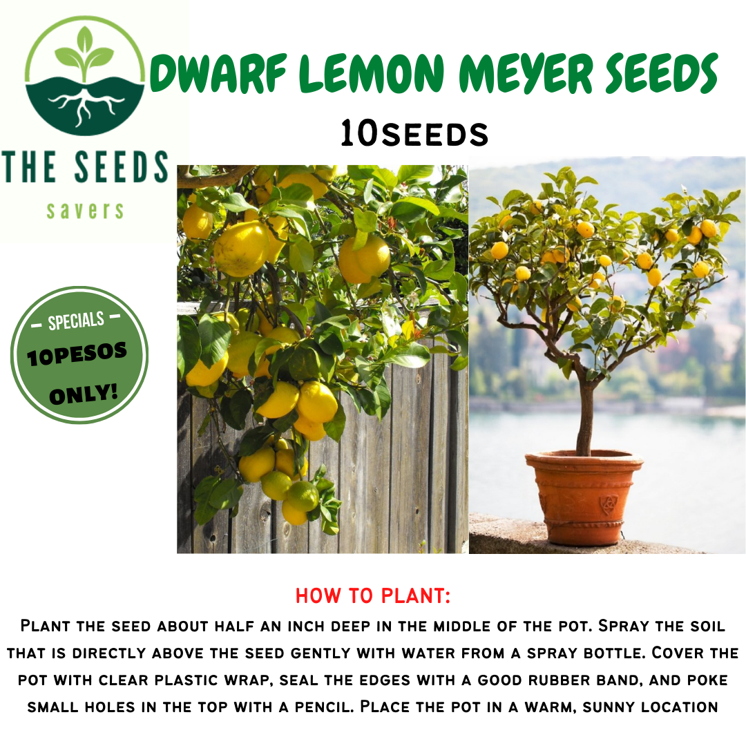 DWARF LEMON MEYER 5SEEDS - High Yield/Easy to Grow | Lazada PH