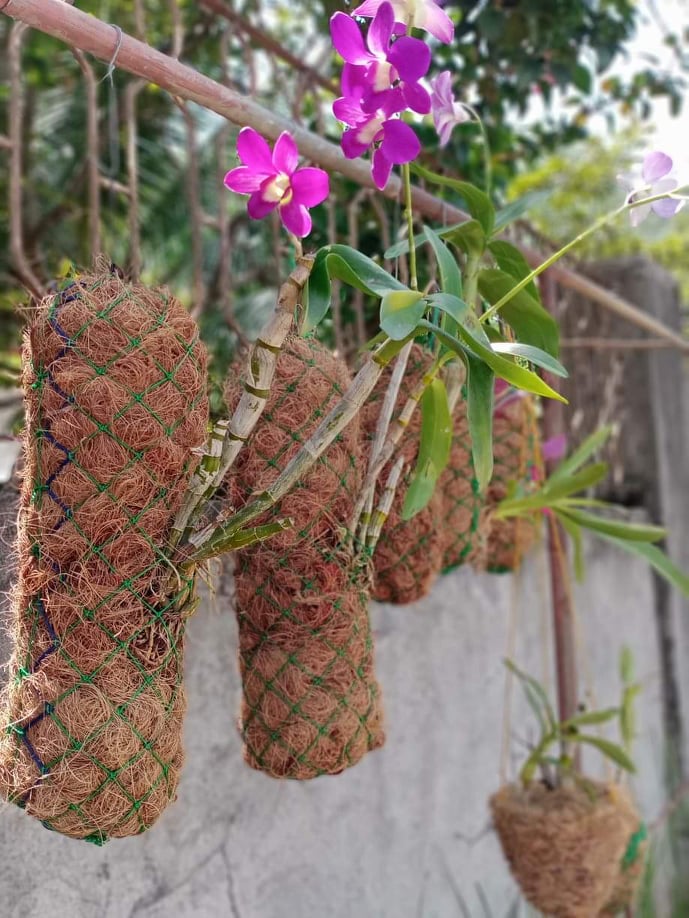 5-30 cm Cocowattles get1kg peat lUsed for Hanging Plants for orchids ...