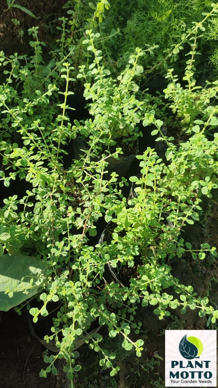Chinese Oregano with FREE white plastic pot, pebbles and garden soil ...