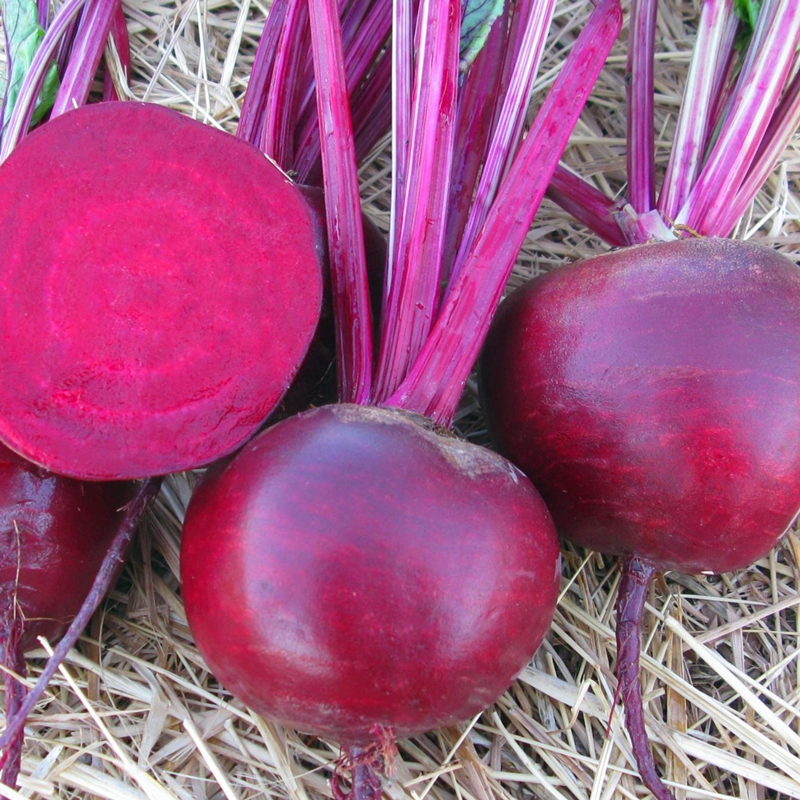 【High Yielding Variety】Ready Stock Organic Red Beetroot Seeds for ...