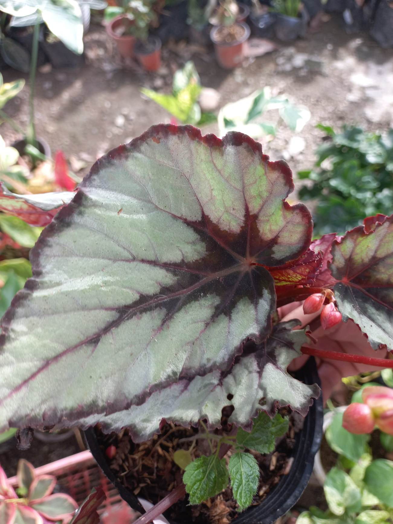 BEGONIA RARE BEGONIA INDOOR OUTDOOR PLANT LIVE PLANT LIVE PLANT LIVE ...