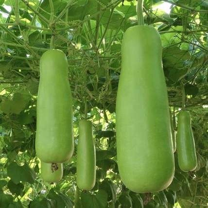 Upo vegetable seeds | Lazada PH