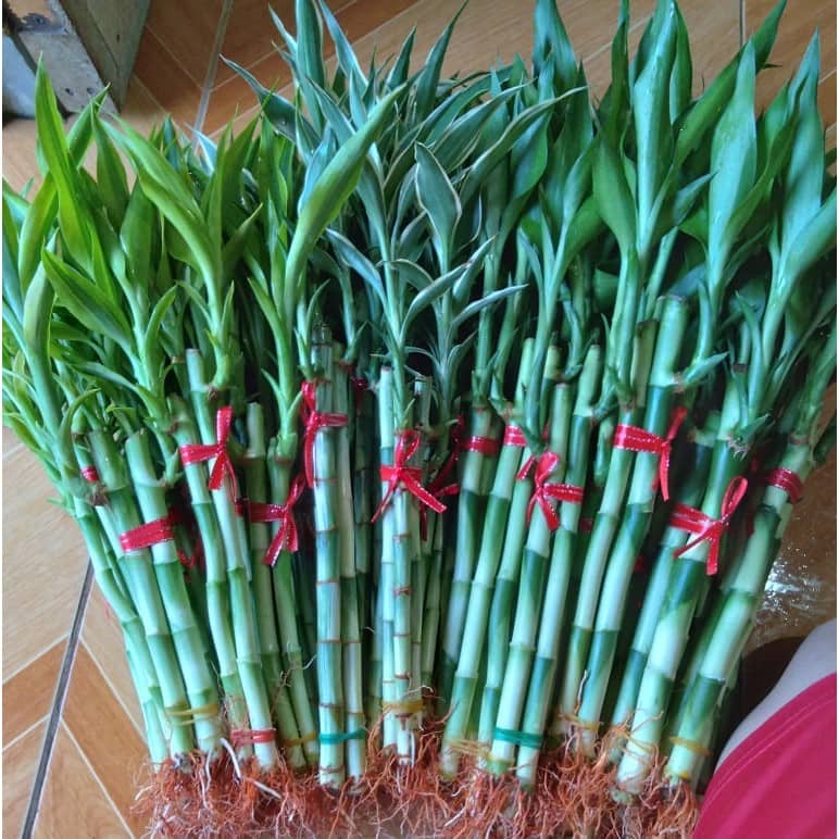 Uprooted Lucky Bamboo (Live Plants) - Plantherapy | Lazada PH