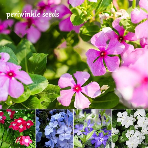 50pcs Seeds Mixed Periwinkle Bonsai Seeds Beautiful Flower Seeds for ...
