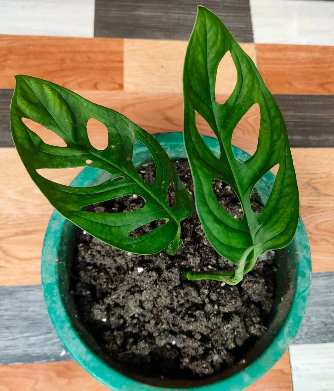 Murang Halaman Monstera Adansonii 2 to 3 leaves Live plant # ...