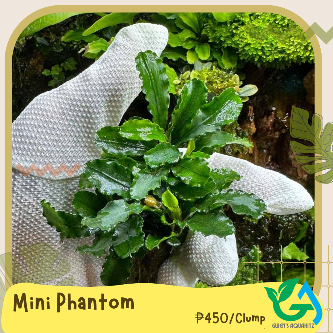 BUCEPHALANDRA - Mini Phantom, Mini Catherinae | Lazada PH