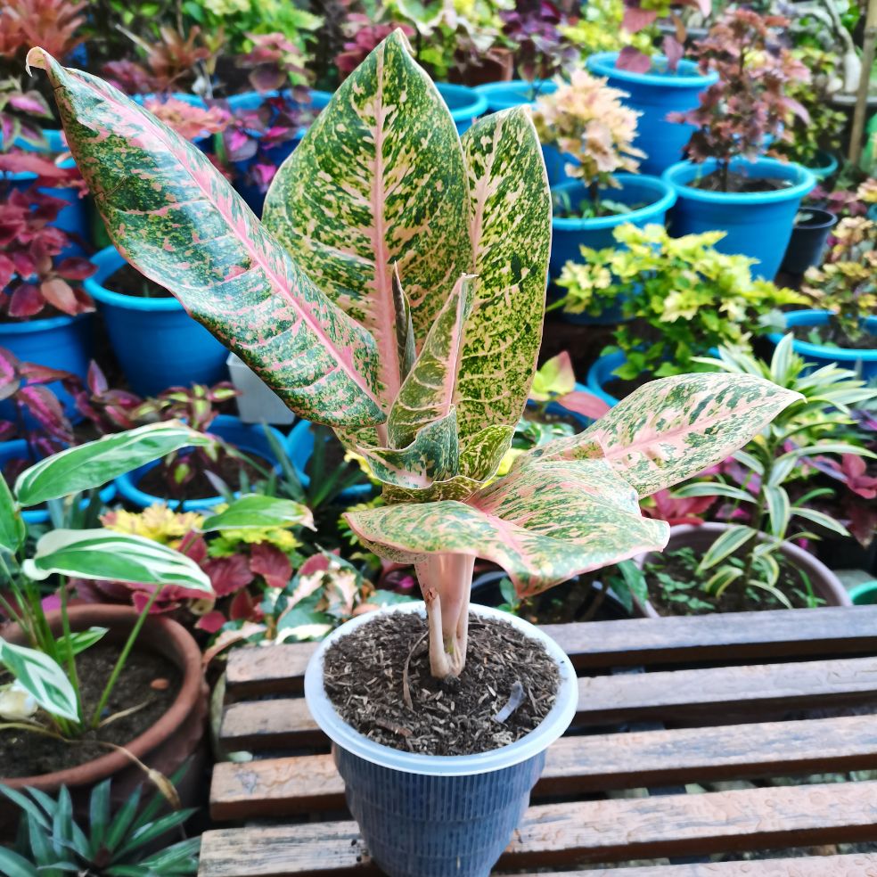 Aglaonema 'Harlequin' | Lazada PH