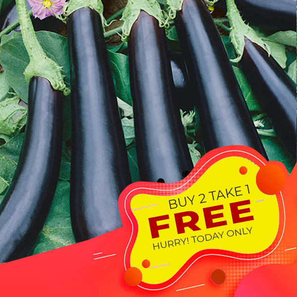 Eggplant Seeds / Talong Seeds - Claveria Long Purple Eggplant Seeds ...