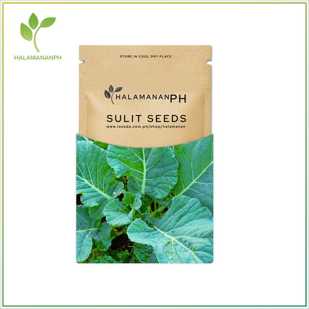 100 SEEDS COLLARD GREENS - SUPER SULIT VEGETABLE SEED PACK [Halamanan PH] | Lazada PH