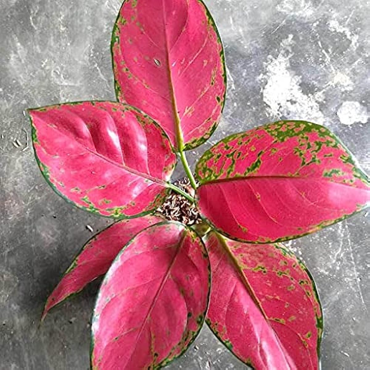 seeds pezzi di semi di piante Aglaonema 'Pink Dud': Only Seeds | Lazada PH