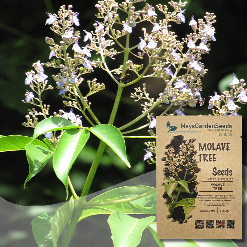 Molave Tree Seeds, Vitex Parviflora Seeds, Tree Seeds#023 | Lazada PH