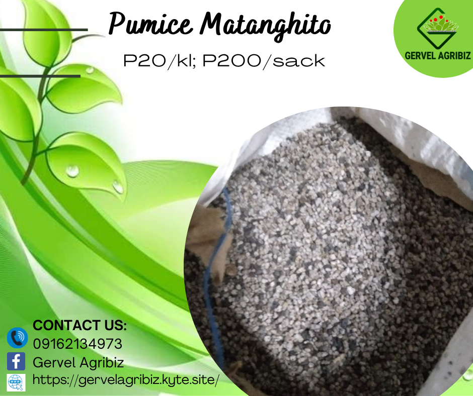 Pumice stone for cactus and succulents, matanghito size, 1 kilograms ...
