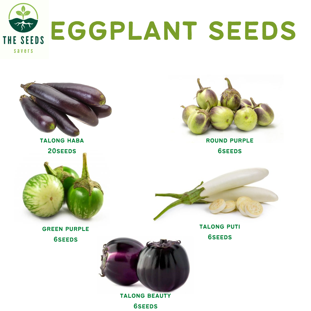 EGGPLANT SEEDS VARIETIES - Talong Haba - Talong bilog - Round green ...