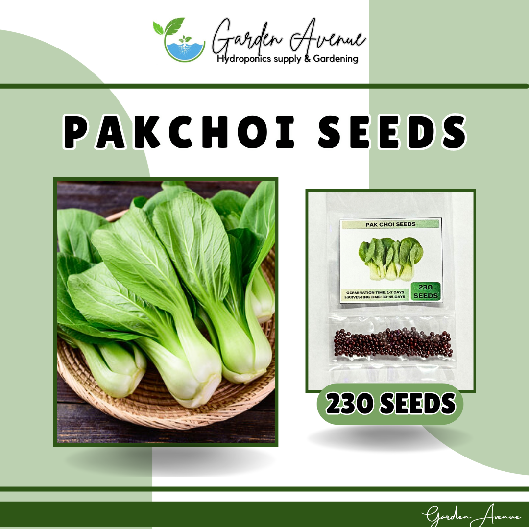 SULIT PACK! CHINESE PECHAY/PAKCHOI SEEDS (230 pcs seeds) (Green Stem ...