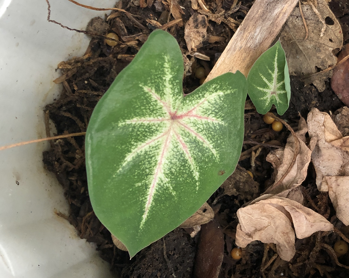 rosebud rose bud US caladium live aroid plant | Lazada PH