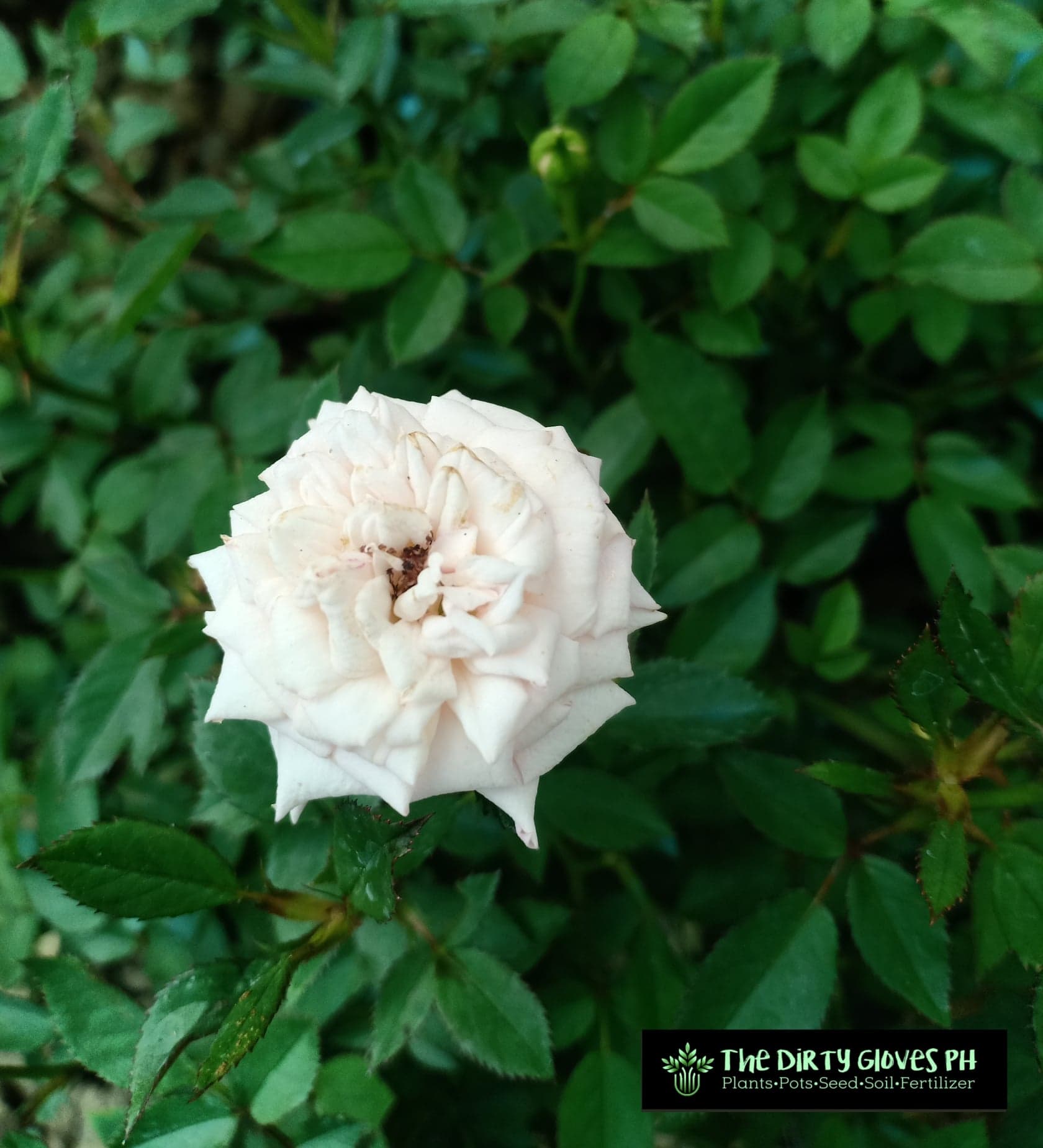 White Piti Mini Rose (Limited Stocks Only) - free pot and white pebbles ...