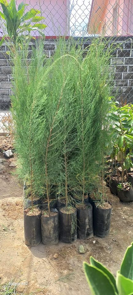 agoho seedlings | Lazada PH