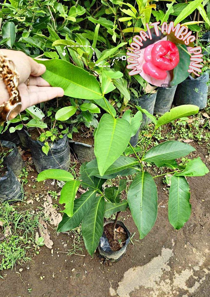 makopa red grafted | Lazada PH