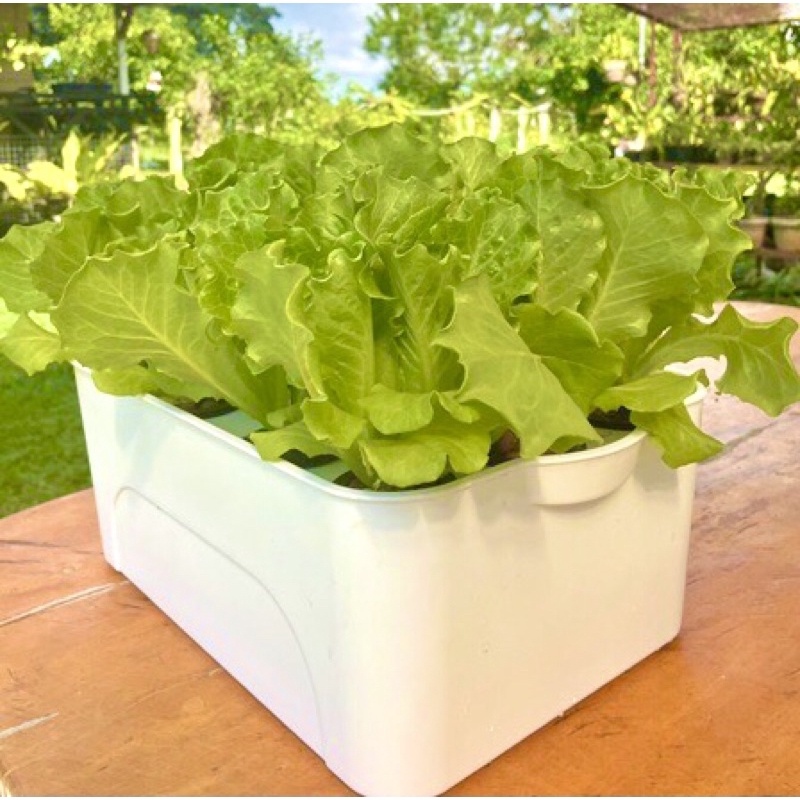 Kratky Hydroponics Complete Set (Grow Kit 6-12 Holes) | Lazada PH