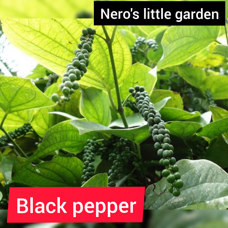 Nero's NLG0000062 black pepper | Lazada PH