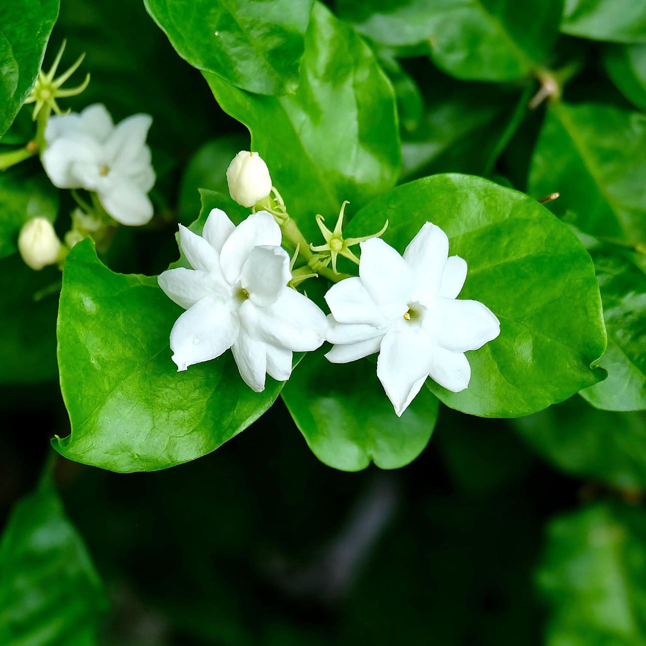 Sampaguita Flower Language | Best Flower Site
