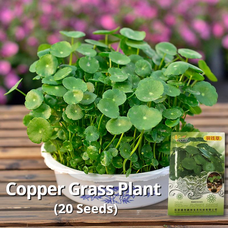 High Quality Copper Grass Plant Seeds (20 Seed) 铜钱草种子 Copper Grass ...