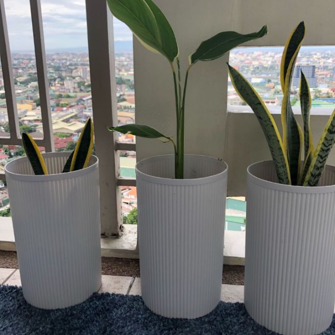 Tall Ludo pots ( 7.5 x 12 inches ) with free 50 grams fertilizer for ...
