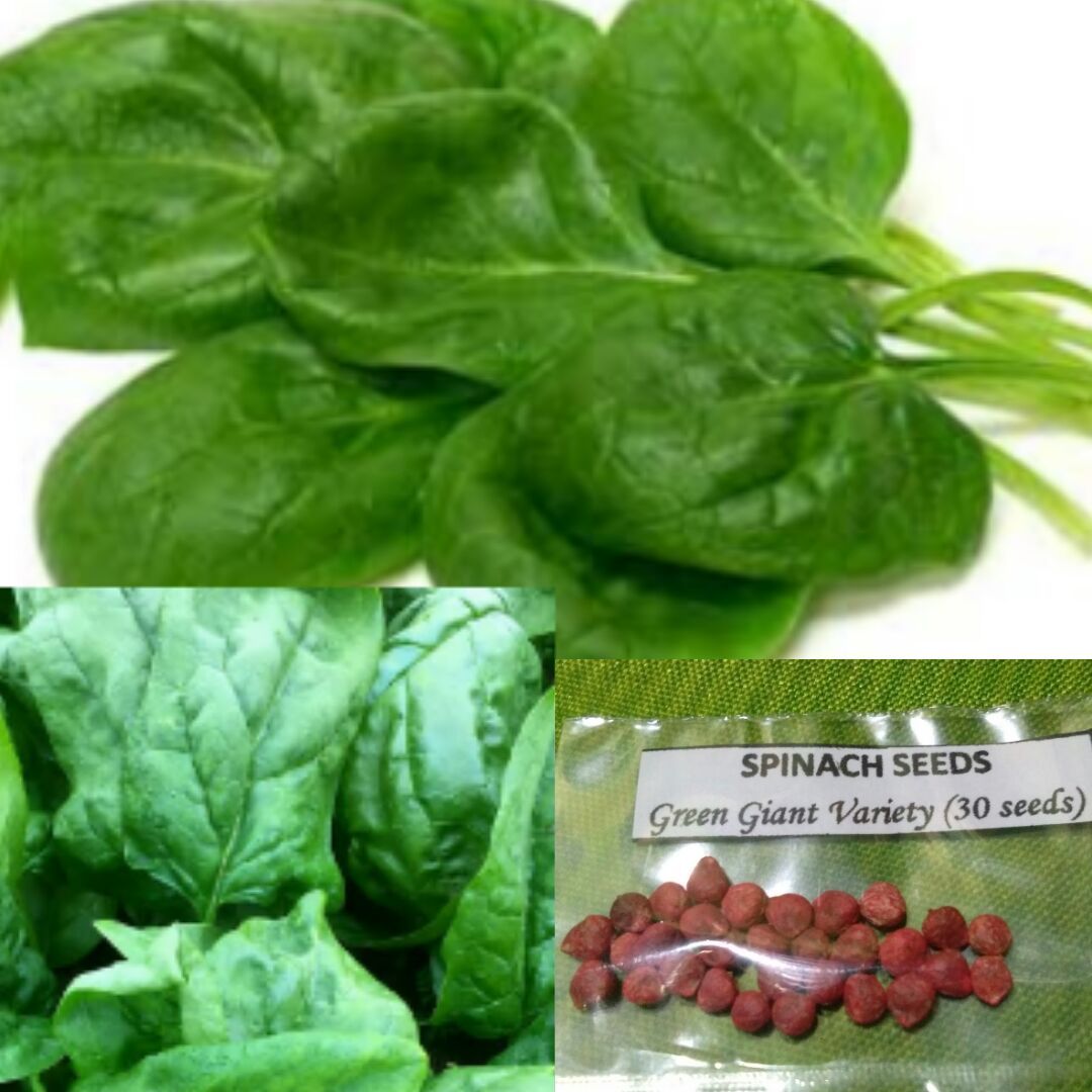 Spinach Seeds (Green Giant Takii) | Lazada PH