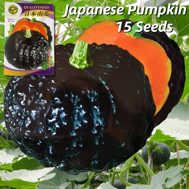 High Yield Japanese Pumpkin Seeds (20 Seed) - Vegetables Seeds for Pot ...
