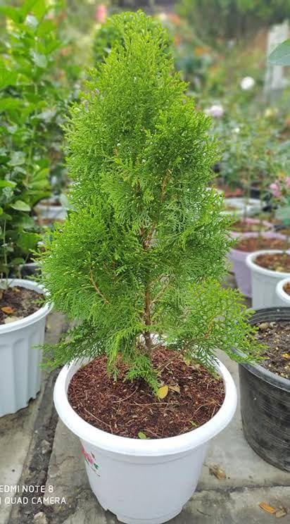 Fan Cypress or Thuja Pine with FREE plastic pot, pebbles and soil. Real ...