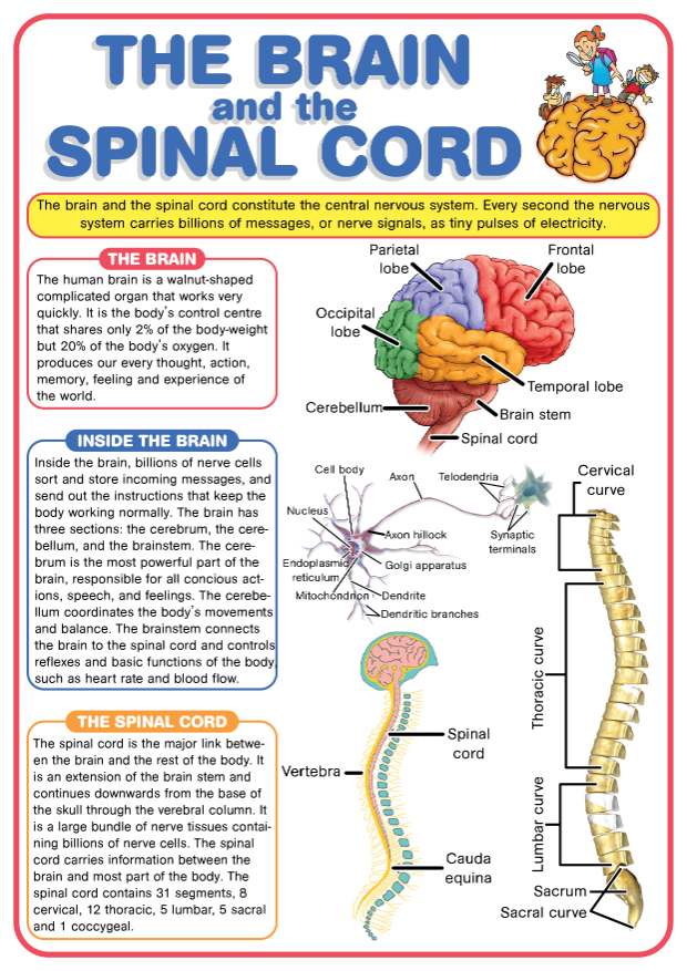 The Brain and Spinal Cord Educational Chart - A4 Size Poster ...